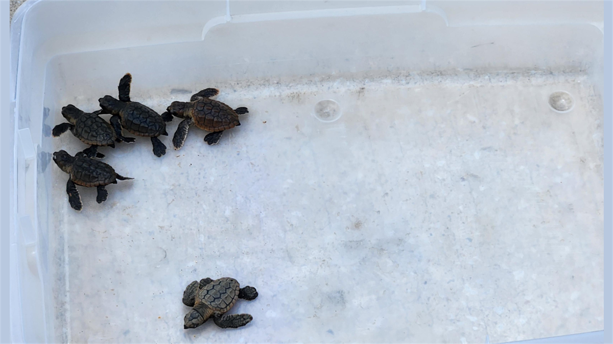 FCFR turns into ‘Turtle Rescue’ Wednesday Flagler County